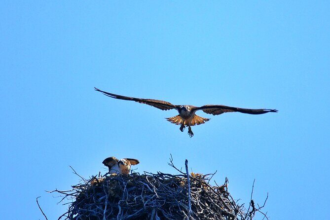 Afternoon in Scandola and creeks of Piana with stop in Girolata - The Sum Up