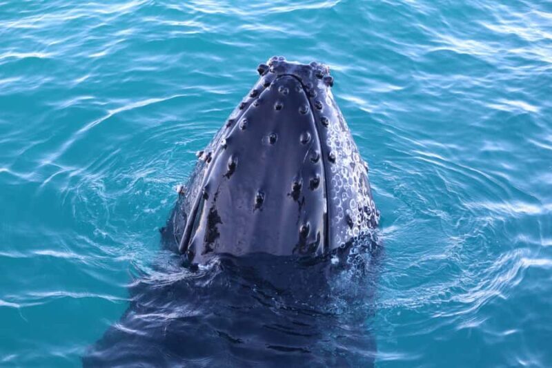 Afternoon Whale Watching Cruise in Broome - Key Points