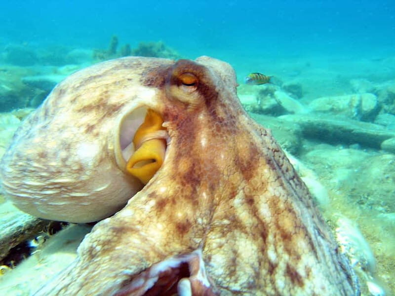 Agia Pelagia: Introduction to Scuba Diving (2 Dives) - The Experience and the Guides
