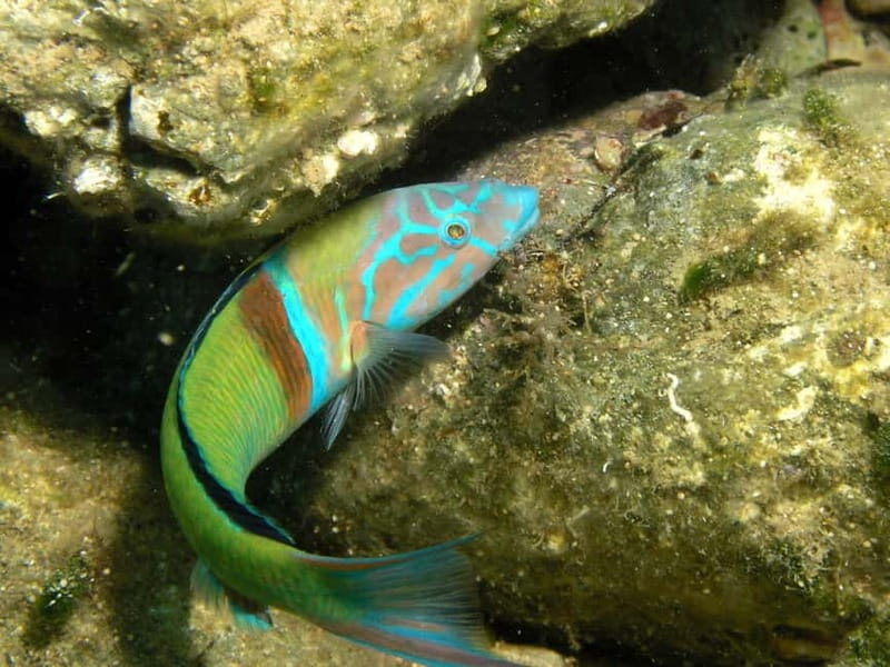 Agia Pelagia: Introduction to Scuba Diving Experience - Key Points