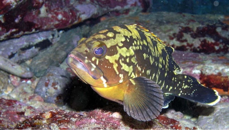 Agia Pelagia: Introduction to Scuba Diving Experience - The Value and Overall Experience