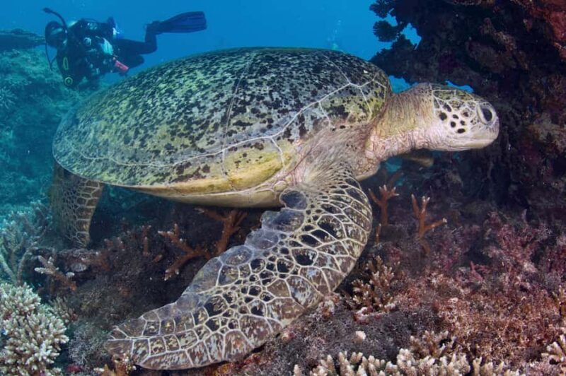 Agnes/1770: Southern Great Barrier Reef Scuba Diving Trip - In Closing