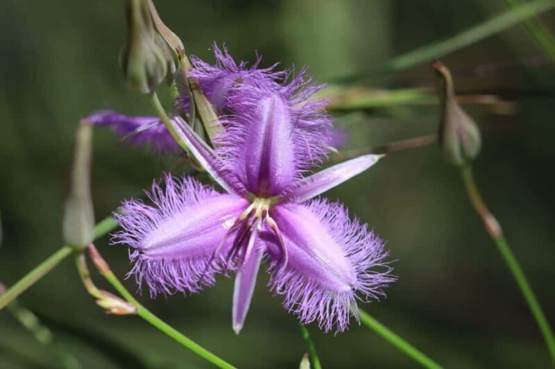 Agnes Water: BushTracks Eco Tour with local guide - A Closer Look at the Agnes Water BushTracks Eco Tour