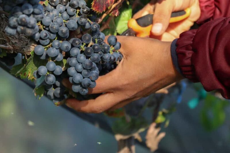 Aguascalientes: Magical Town and Winery Tour - FAQ