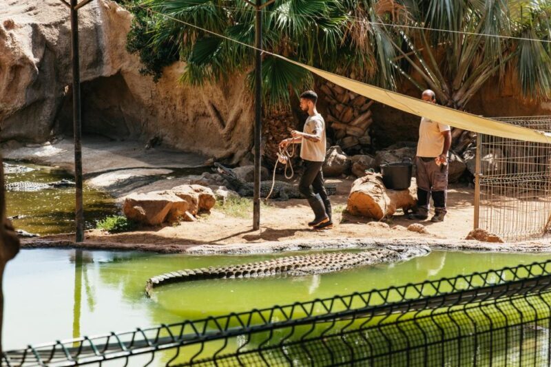 Agüimes: Cocodrilo Park Zoo Entry Ticket - Key Points