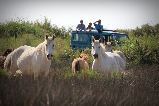 Aigues Mortes: 4x4 photo safari in the Camargue - What’s Included and How the Itinerary Unfolds