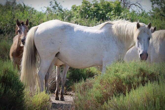 Aigues Mortes: 4x4 photo safari in the Camargue - The Vehicle and Group Size
