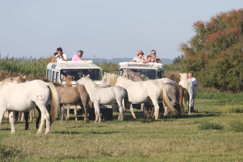 Aigues Mortes: Jeep Photo Safari in Camargue - Key Points