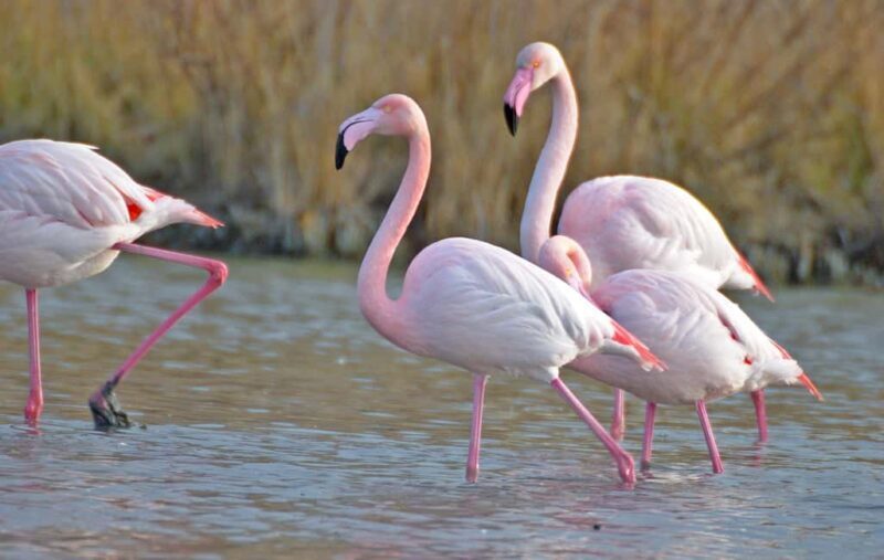 Aigues Mortes: Jeep Photo Safari in Camargue - The Scenic Route and Wildlife Highlights