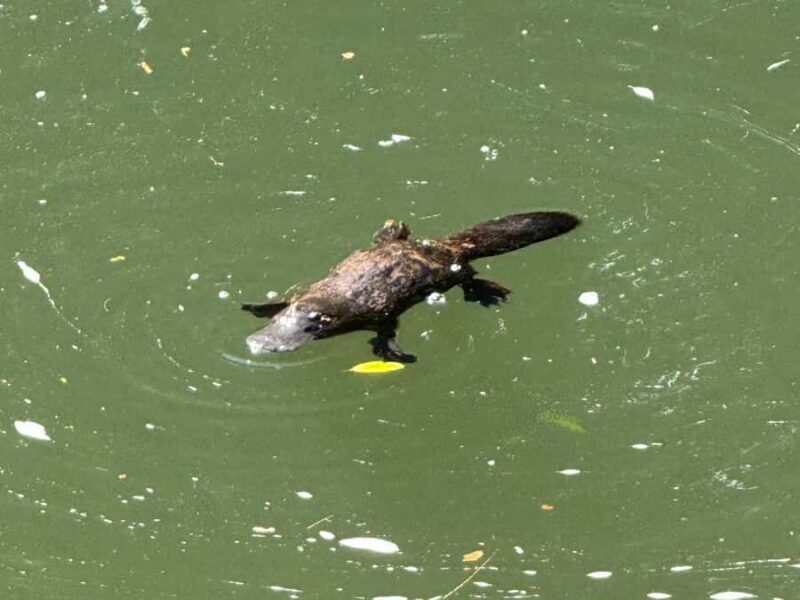 Airlie Beach: Eungella Wild Platypus Encounter - Introduction