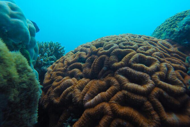 Airlie Beach Glass Bottom Boat Guided Night Tour - FAQ
