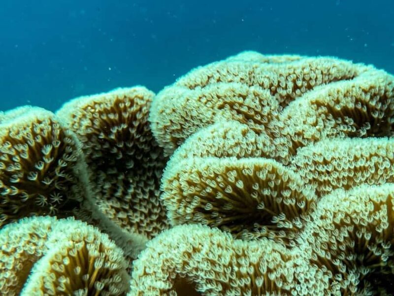 Airlie Beach: Glass-Bottom Boat Tour - Authentic Experiences and Highlighted Reviews