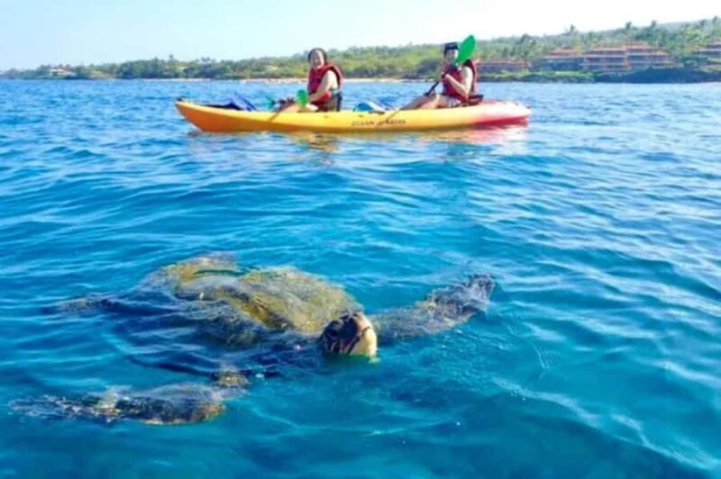 Airlie Beach: Half Day Turtle Tour Sea Kayaking Adventure - Who Will Love This Tour?