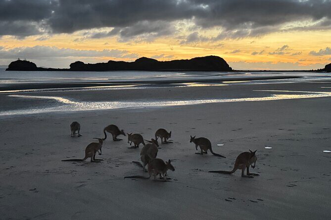 Airlie Beach: Kangaroos on the beach at dawn. - An Early Morning Adventure with Big Rewards