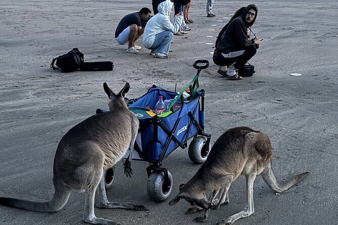 Airlie Beach: Kangaroos on the beach at dawn. - Final Thoughts