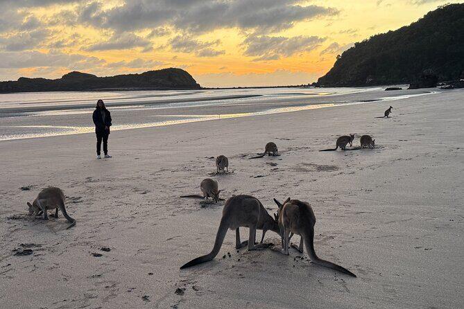 Airlie Beach: Kangaroos on the beach at dawn. - FAQ