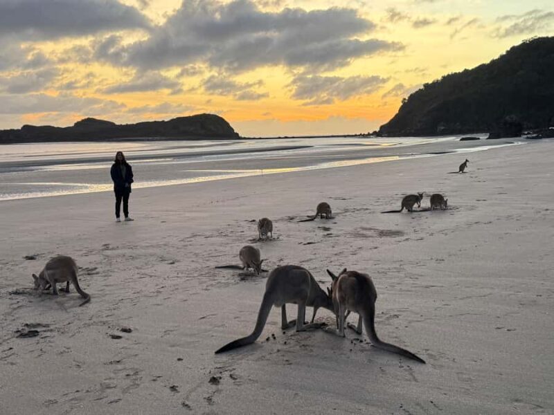 Airlie Beach: Kangaroos on the Beach at Dawn - Introduction: An Authentic Australian Morning in the Whitsundays