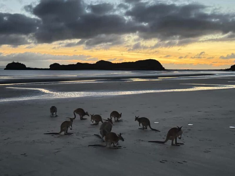 Airlie Beach: Kangaroos on the Beach at Dawn - Key Points