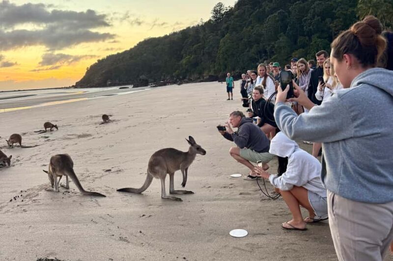 Airlie Beach: Kangaroos on the Beach at Dawn - The Practical Details: Transportation, Duration, and Cost