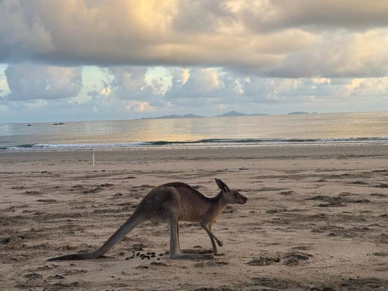 Airlie Beach: Kangaroos on the Beach at Dawn - Final Thoughts: Who Is This Tour For?