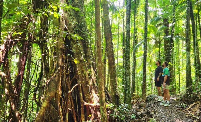 Airlie Beach: Waterfall & Rainforest Bushwalk Eco Adventure - Practical Details and Value