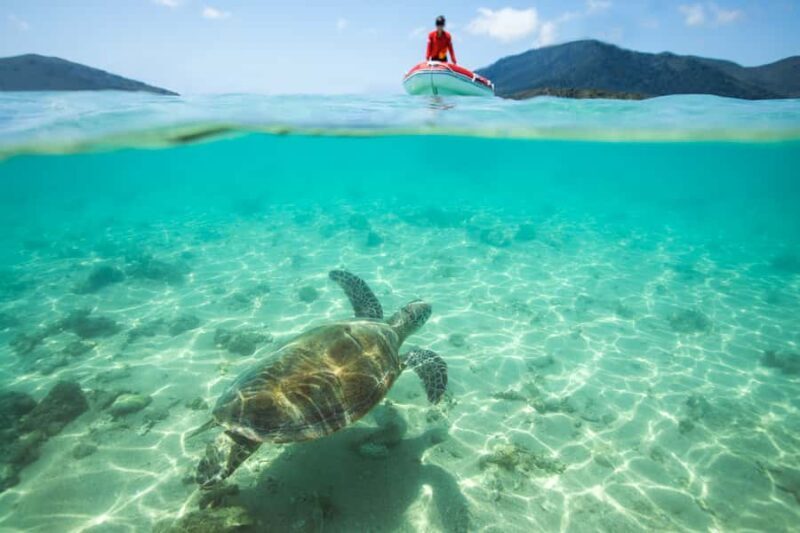 Airlie Beach: Whitehaven Full-Day Eco-Cruise with Buffet - Key Points