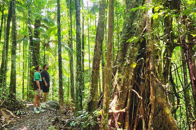 Airlie Waterfalls & Rainforest Bushwalk Eco Adventure - A Closer Look at the Experience