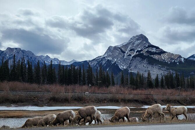 Airport Pickup & Private Tour from Calgary to The Rockies! - Who Is This Tour Best For?