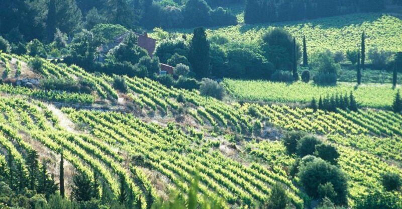 Aix-en-Provence: Half Day Wine Tour in Bandol and Cassis - Who Would Enjoy This Tour?