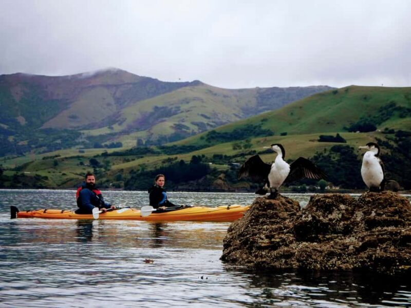 Akaroa: Akaroa Marine Reserve Sea Kayaking Tour - Key Points