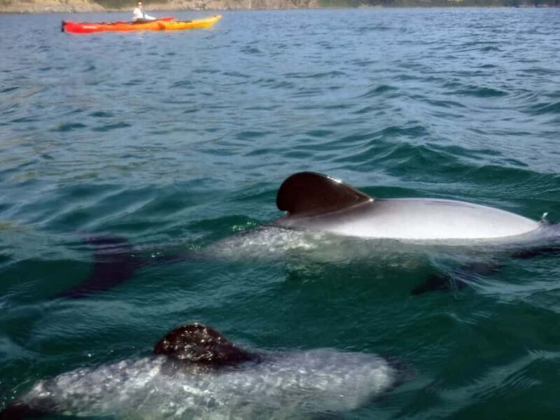 Akaroa: Akaroa Marine Reserve Sea Kayaking Tour - Who Will Love This Experience?