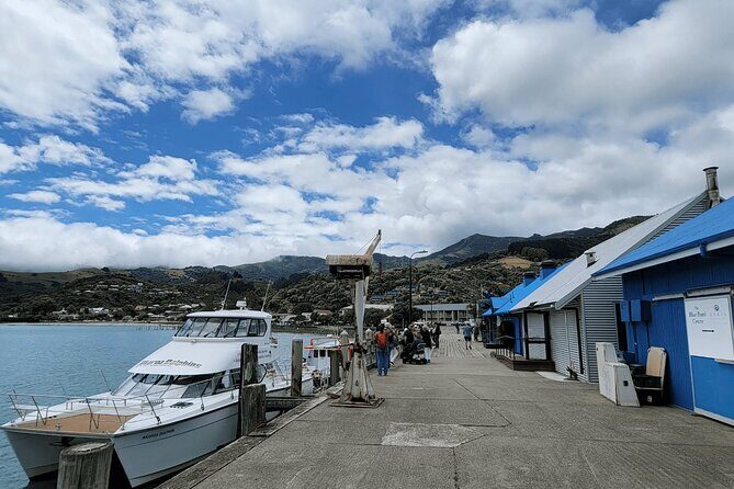 Akaroa and Akaroa Dolphins Day Tour - An In-Depth Look at the Tour Experience