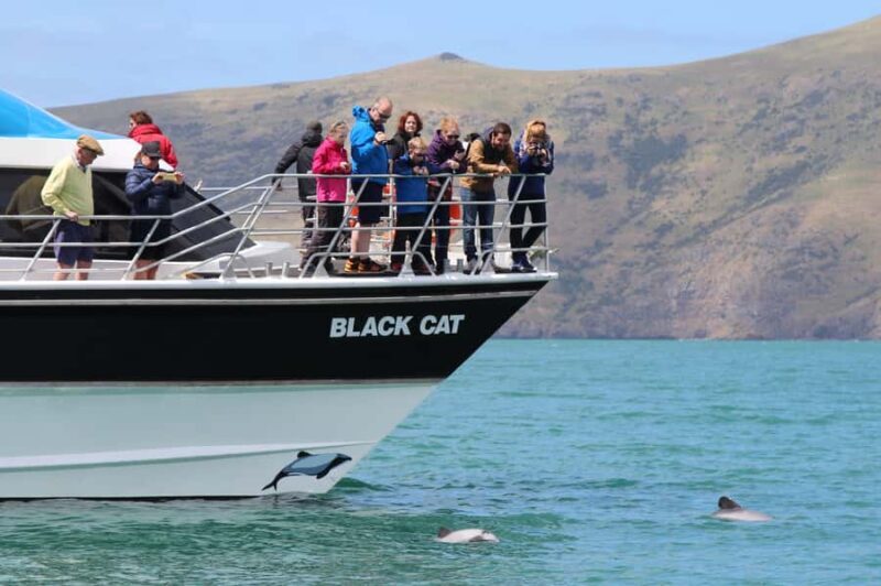 Akaroa Harbour 2-Hour Dolphin Nature Cruise - The Experience: A Deep Dive  