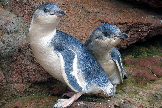 Akaroa Harbour Nature Cruise - The Practical Side: What to Know Before You Book
