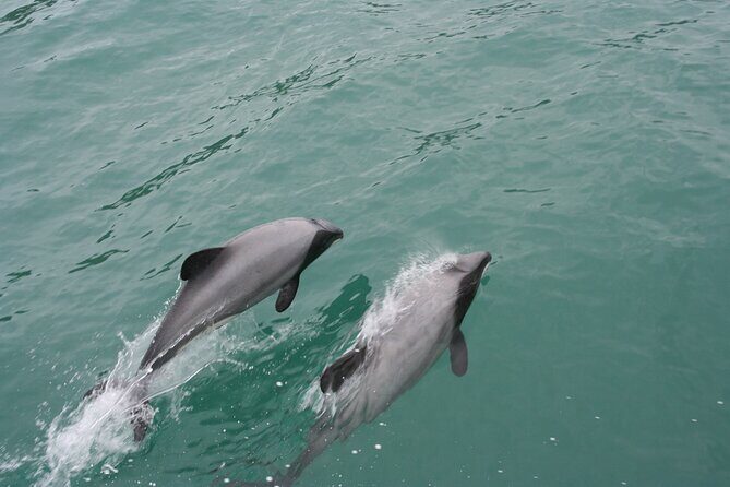Akaroa Harbour Nature Cruise - FAQ