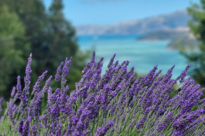 Akaroa Lavender Seasonal Guided Tour Experience - Exploring the Akaroa Lavender Guided Tour