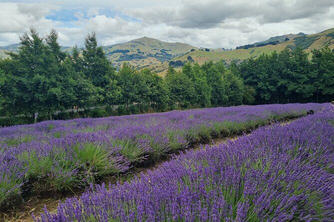 Akaroa Lavender Seasonal Guided Tour Experience - What Travelers Say