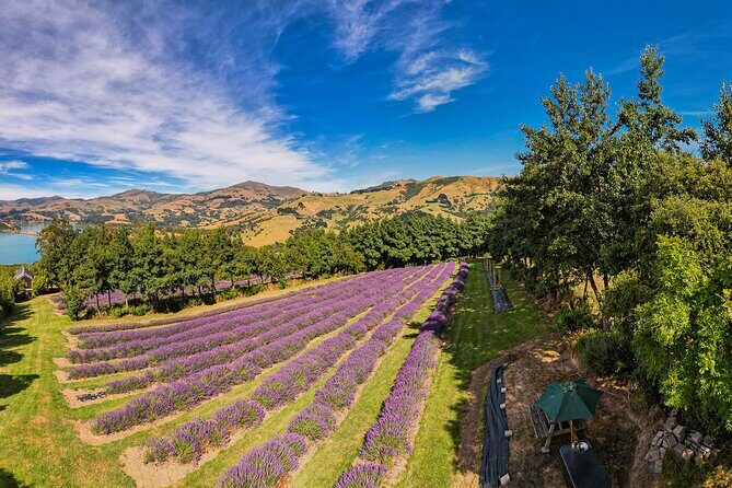 Akaroa Lavender Seasonal Guided Tour Experience - FAQ