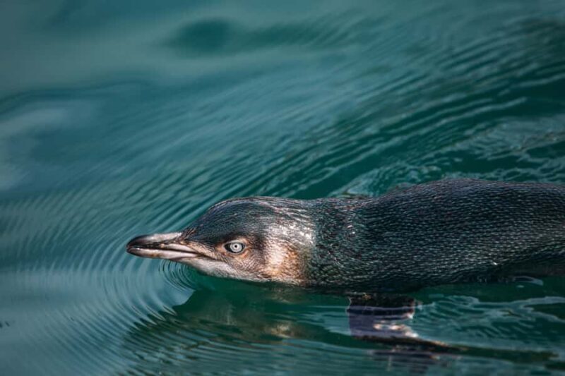 Akaroa: Pohatu Little Penguins 3-Hour Evening Experience - Key Points