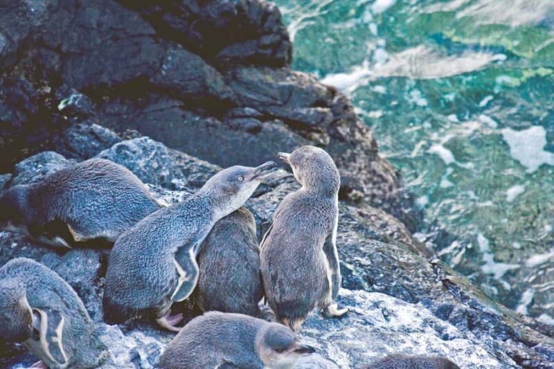 Akaroa: Pohatu Little Penguins 3-Hour Evening Experience - What You Need to Know Before Booking
