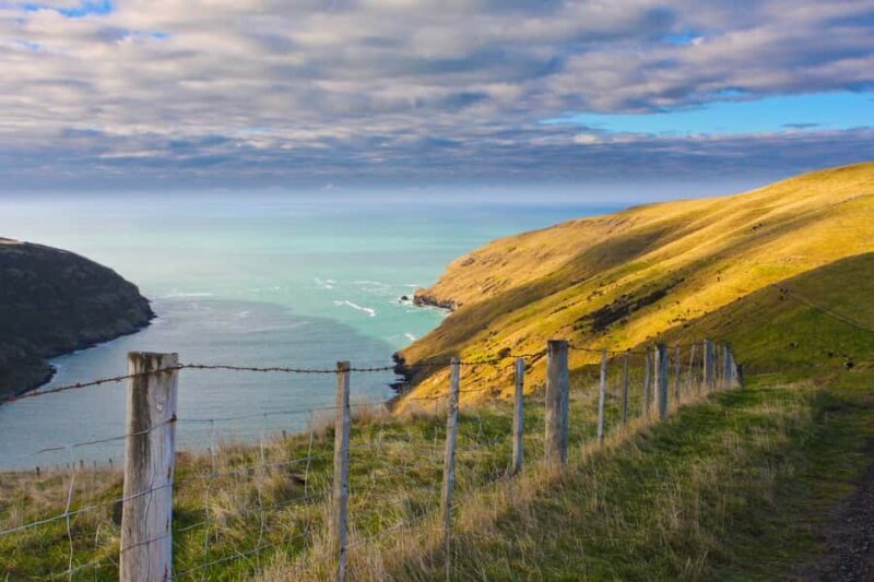 Akaroa: Pohatu Little Penguins 3-Hour Evening Experience - Authentic Experiences Shared by Reviewers
