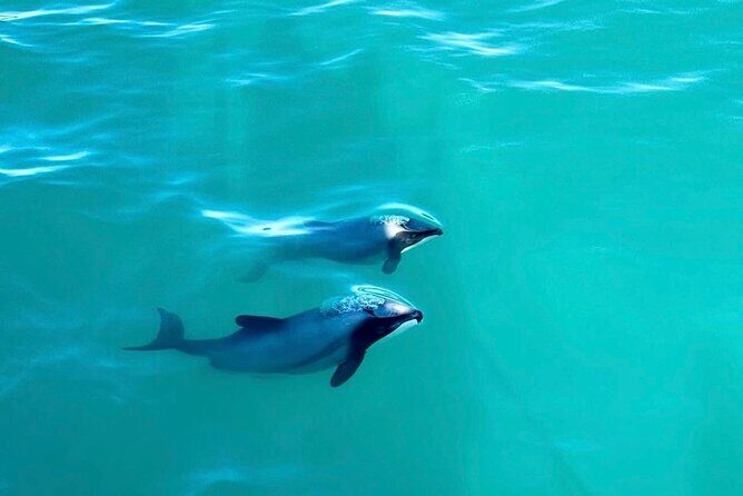 Akaroa Private Day Tour from Christchurch - Who Should Consider This Tour?