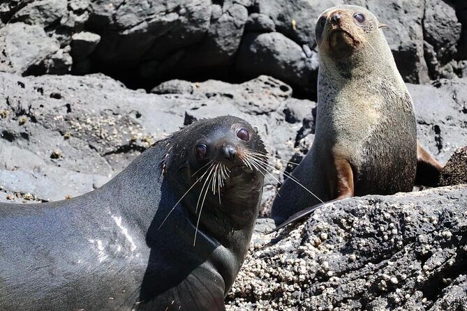 Akaroa Private Day Trip From Christchurch - FAQ