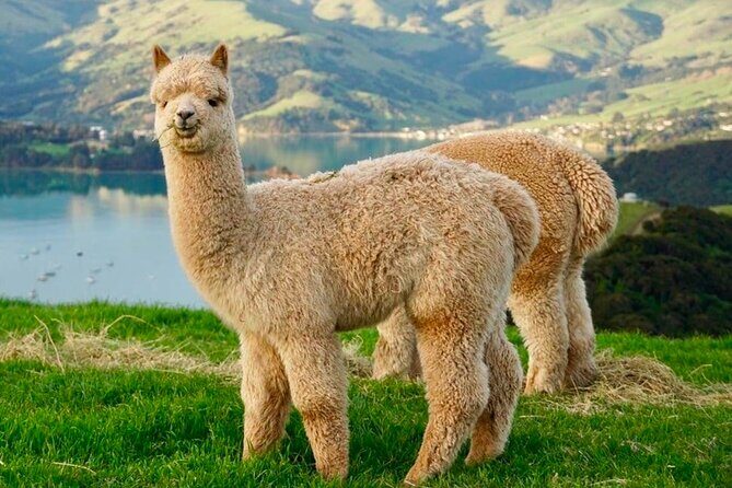 Akaroa Private Group Day Trip from Christchurch - Potential Drawbacks