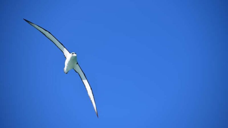 Akaroa: Scenic Coastline Wildlife Cruise - Authentic Experiences According to Reviewers