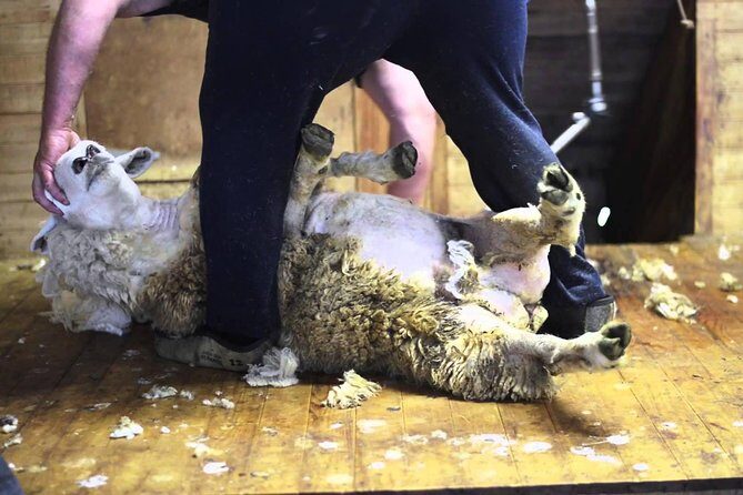 Akaroa Shore Excursion: Akaroa Harbour and Sheep Farm Local Tour - Frequently Asked Questions