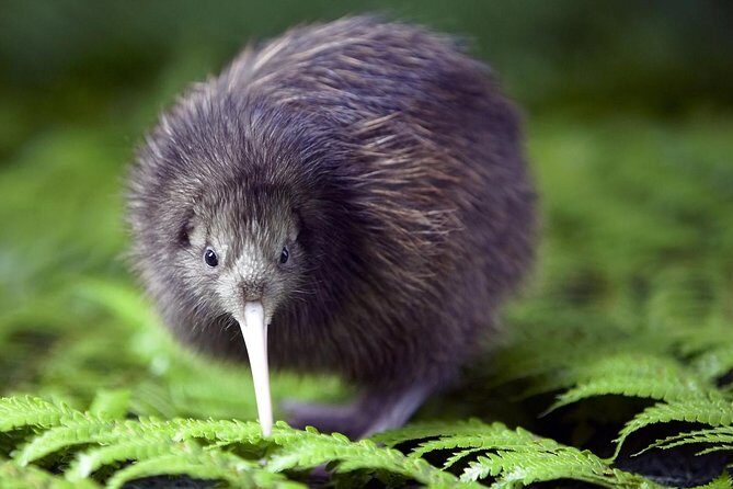 Akaroa Shore Excursion: Banks Peninsula, Christchurch City Tour and Willowbank Wildlife Reserve - FAQs