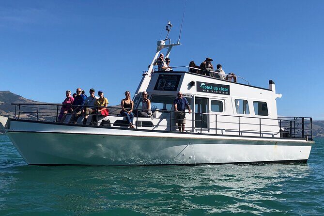 Akaroa Wildlife Cruise - The Experience in Detail: What to Expect on the Akaroa Wildlife Cruise