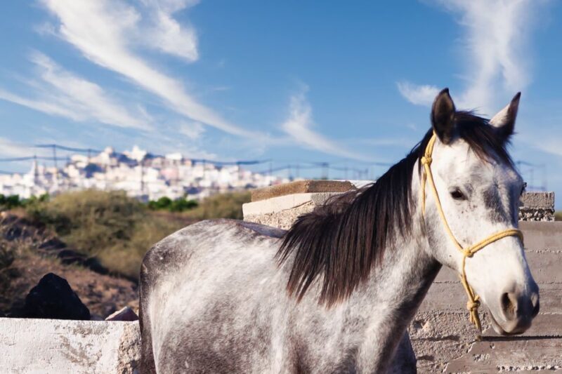 Akrotiri: Guided Horseback Riding Day Trip to a Beach - An In-Depth Look at the Experience