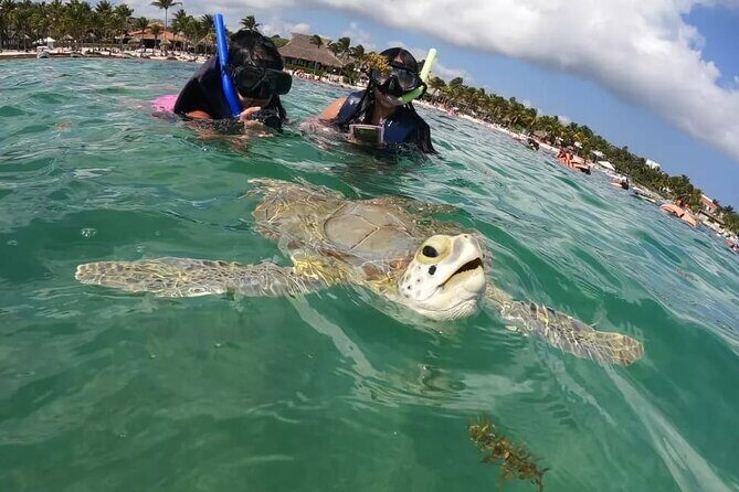 Akumal : Guided Snorkeling with Green Turtles and Corals - What to Expect on the Tour